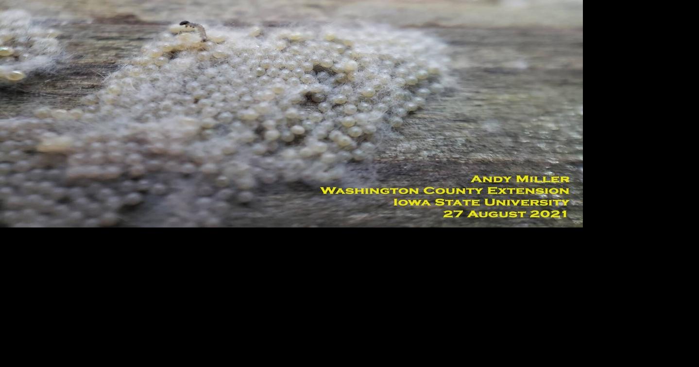 Invasive moth species makes way to Iowa | Local News | oskaloosa.com