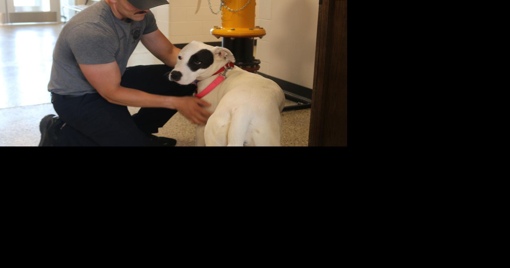 OFD adopts new firehouse dog | Local News | oskaloosa.com