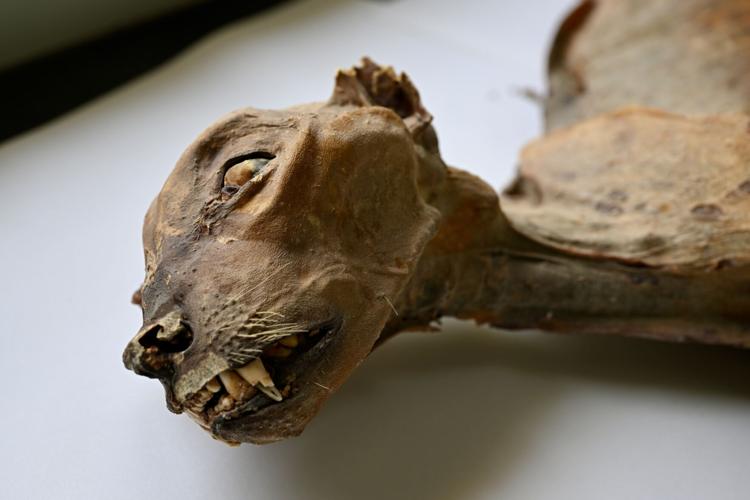 Mummified cheetahs found in Saudi caves shed light on lost populations ...