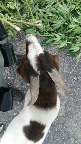 Goat protects marijuana plot as police seize $1 million in plants ...