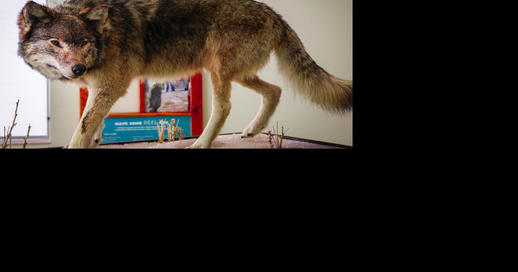 Wolves on the prowl this month at the ELC | Local News | oskaloosa.com