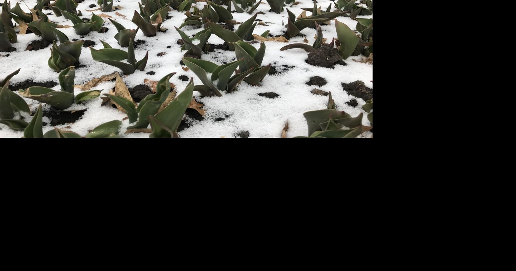 Tulip maps show flower's progress | Pella | oskaloosa.com