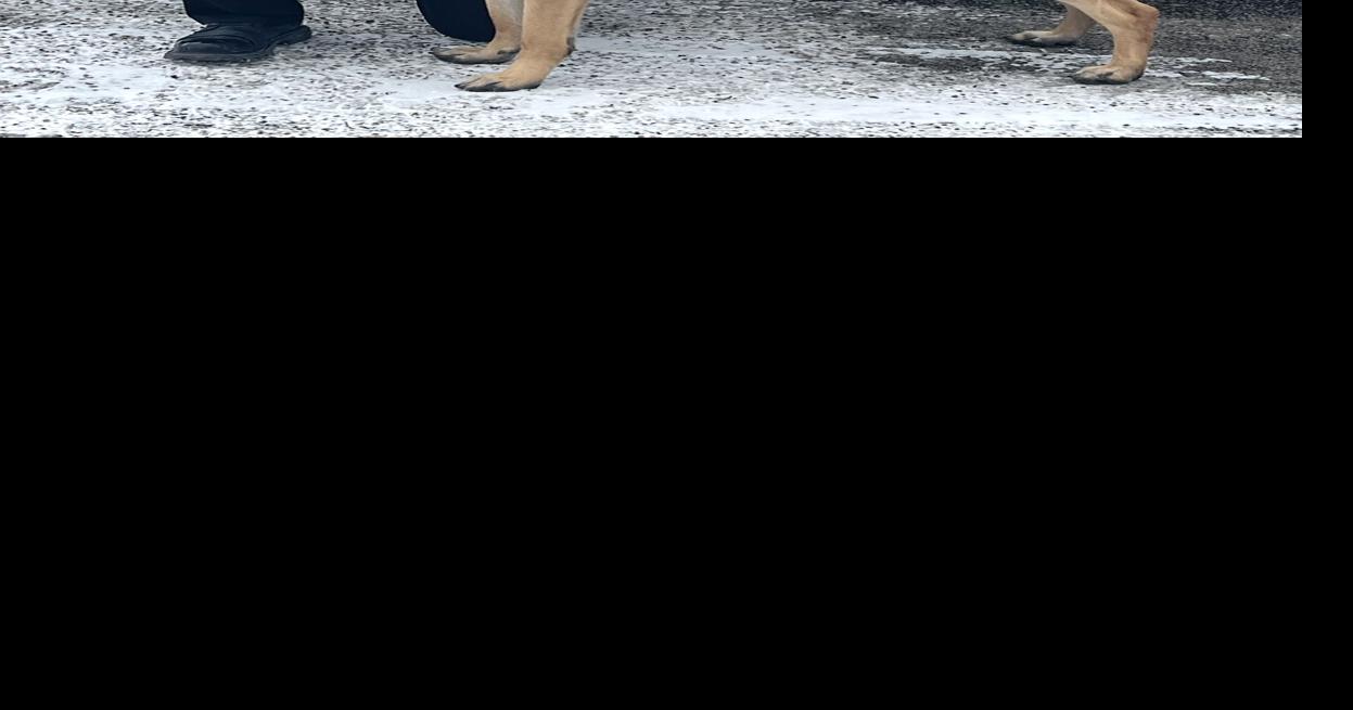 OPD to pursue certification for new working K-9 | Local News ...