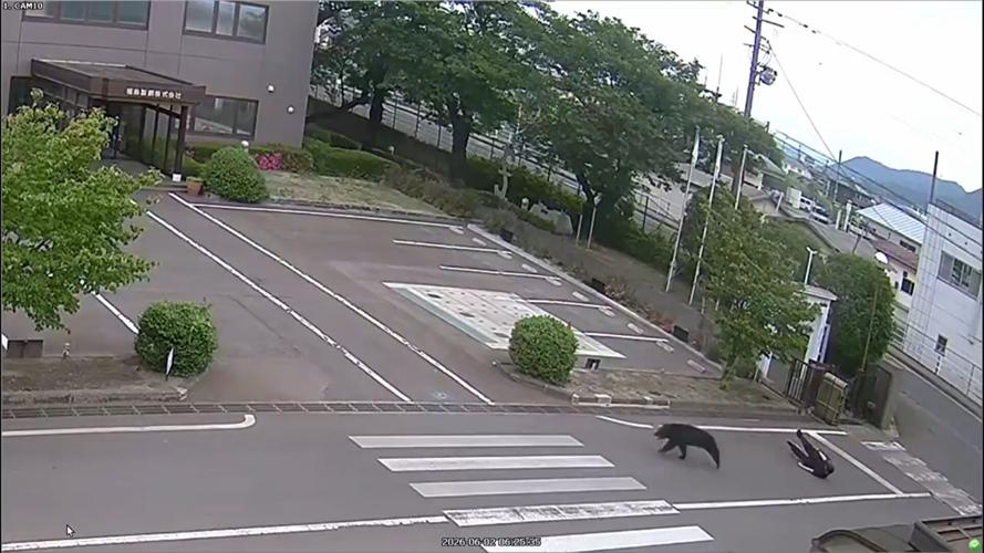 A bear injures 4 people in a residential area of Japan as the annual ...