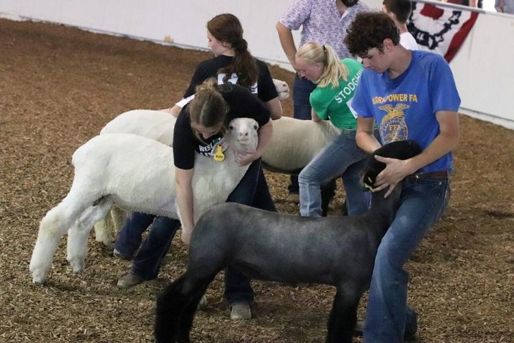 Southern Iowa Fair 4-H Farm Animal Shows | Local News | oskaloosa.com