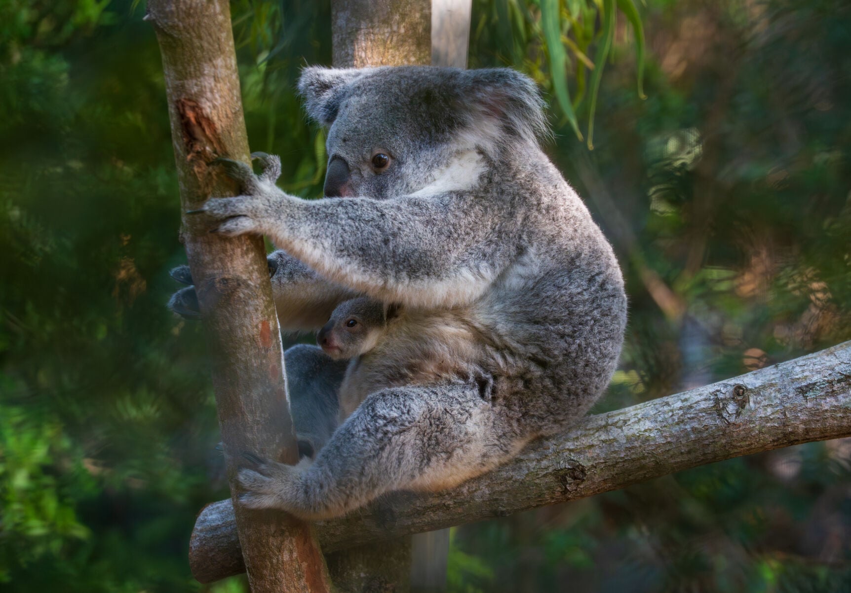 Meet the baby koala hiding in its mom’s pouch at a Florida zoo’s new ...