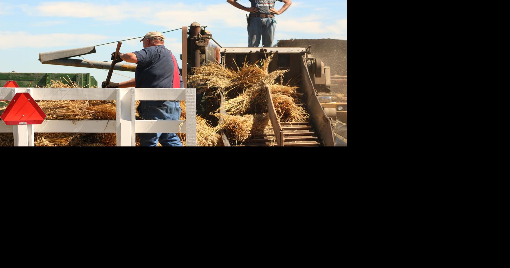 Local group demonstrates vintage oats threshing | Local News ...