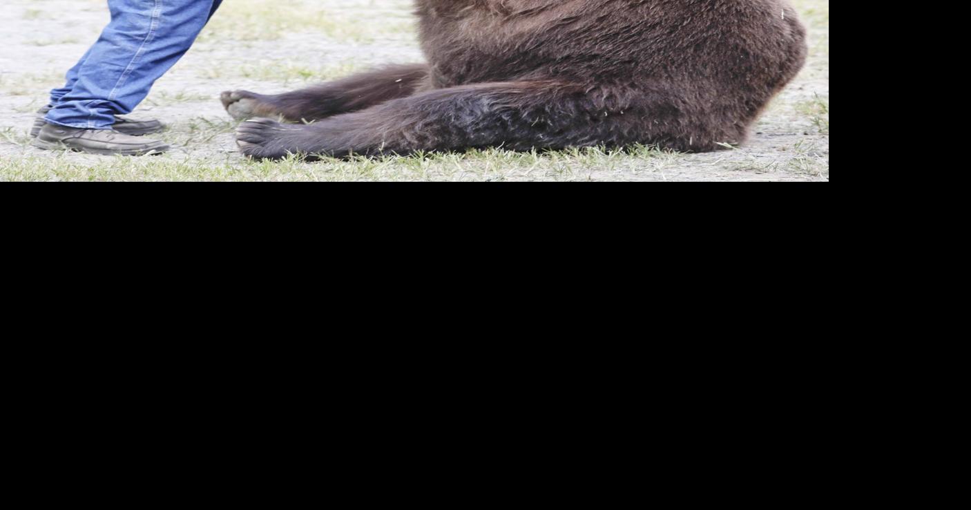 Bear with him: Man grabs attention for hugging big bears | News ...