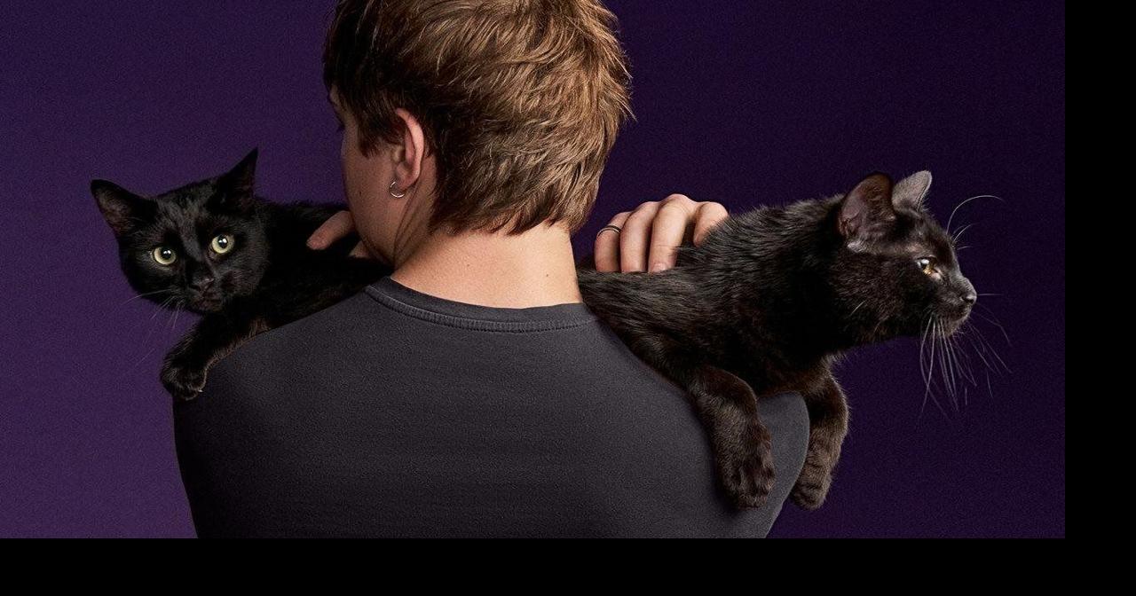 6 assumptions that could keep you from being a great cat dad | Pets ...