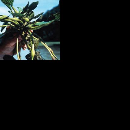 Fight against invasive water chestnuts rages on | News ...