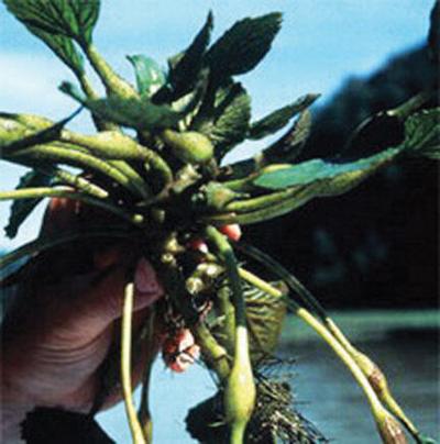 Fight against invasive water chestnuts rages on | News ...