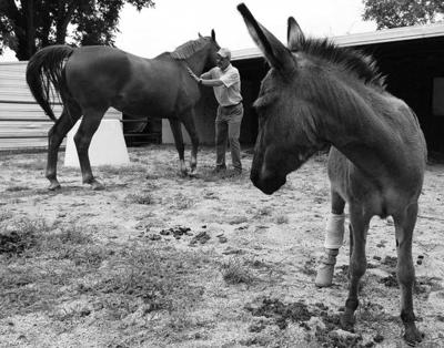 3-legged donkey Emma: A lesson for veterinarians | Pets ...