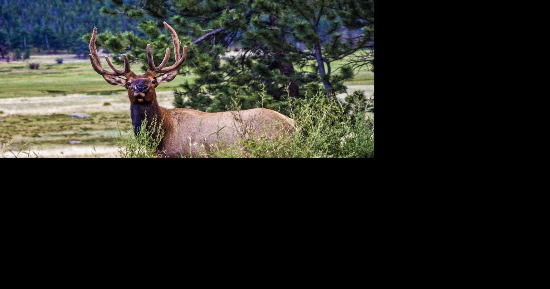 Appanoose County sees diseased deer | News | ottumwacourier.com