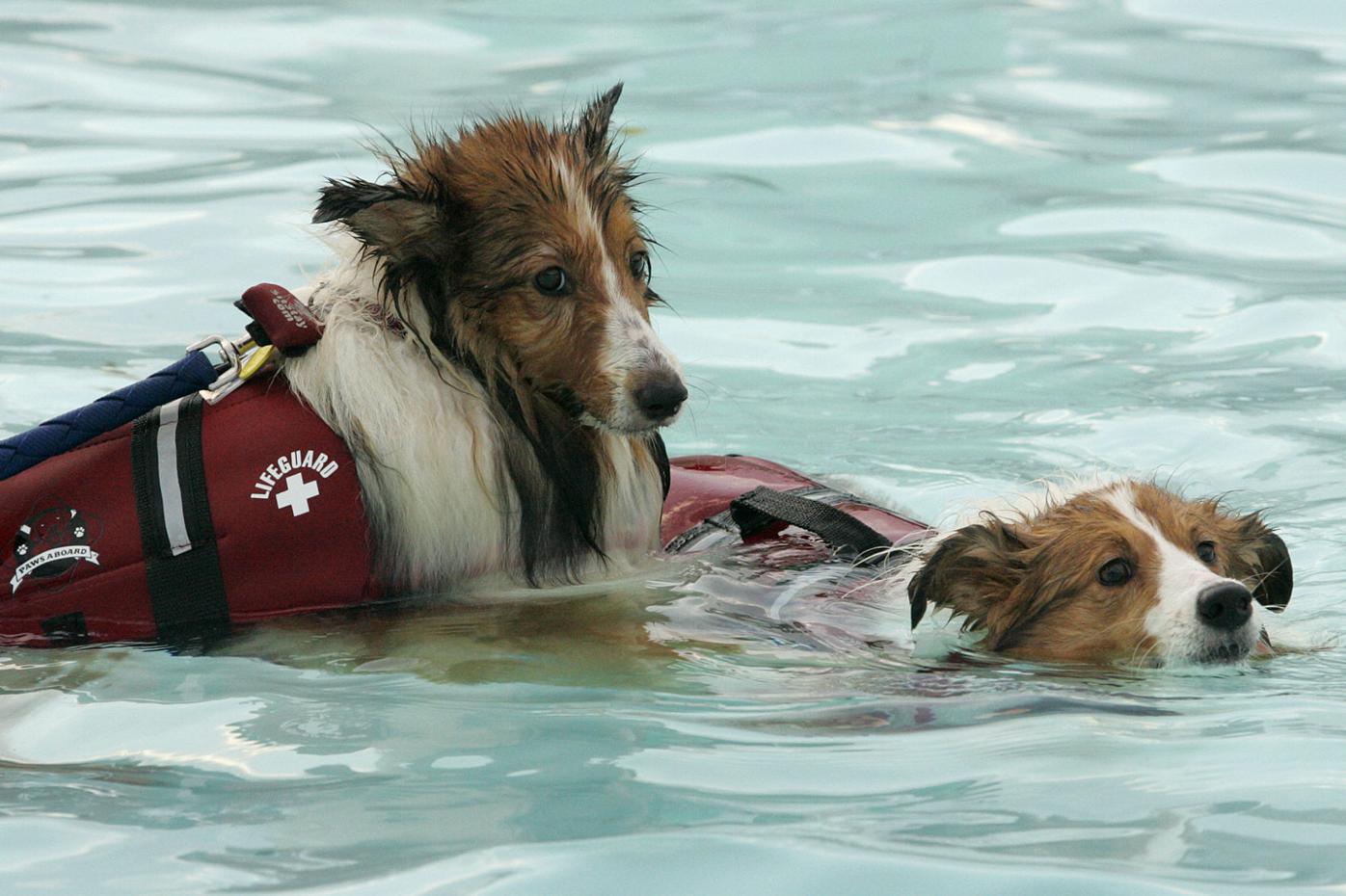 Dog paddle | News | ottumwacourier.com