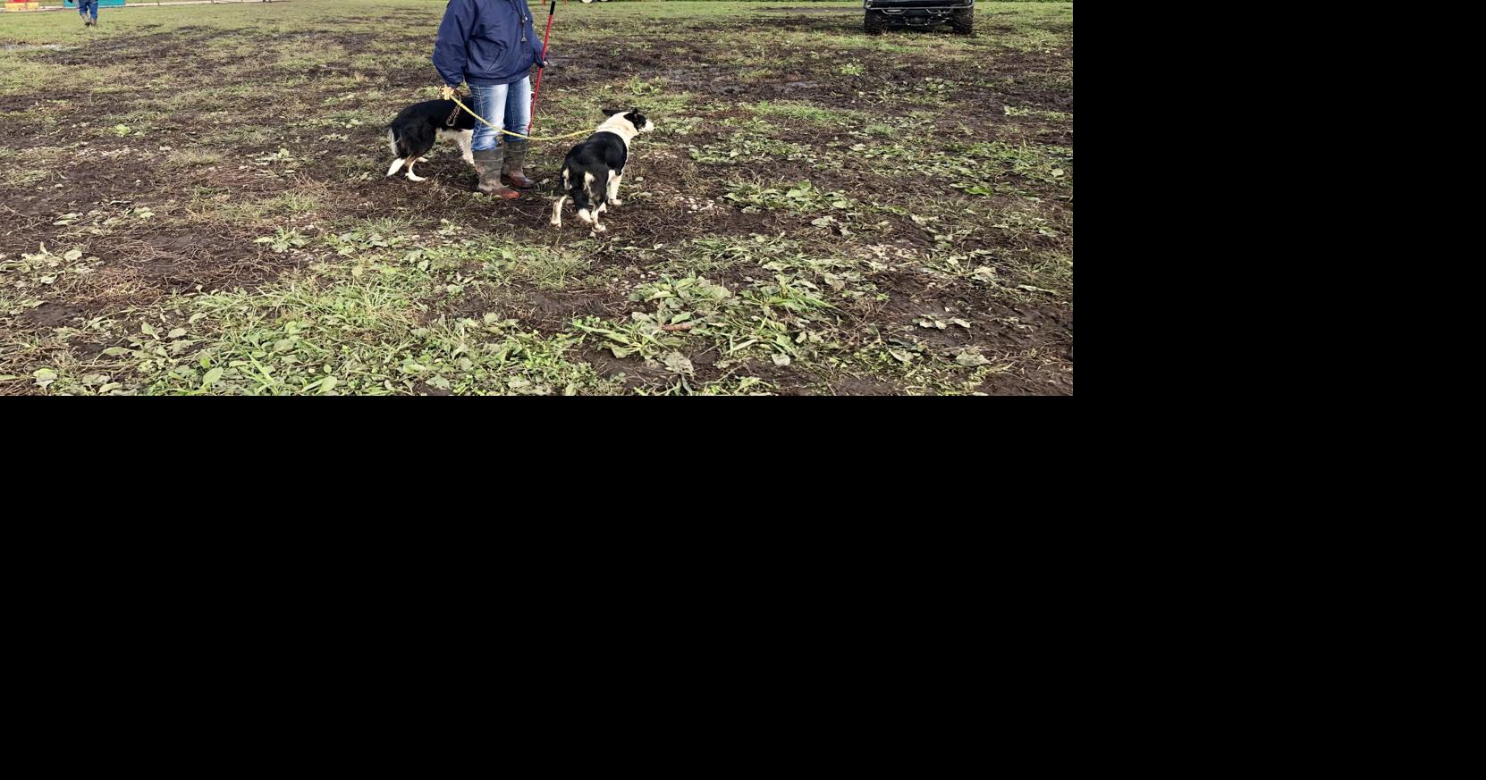 A different kind of dog show | Iowa | ottumwacourier.com