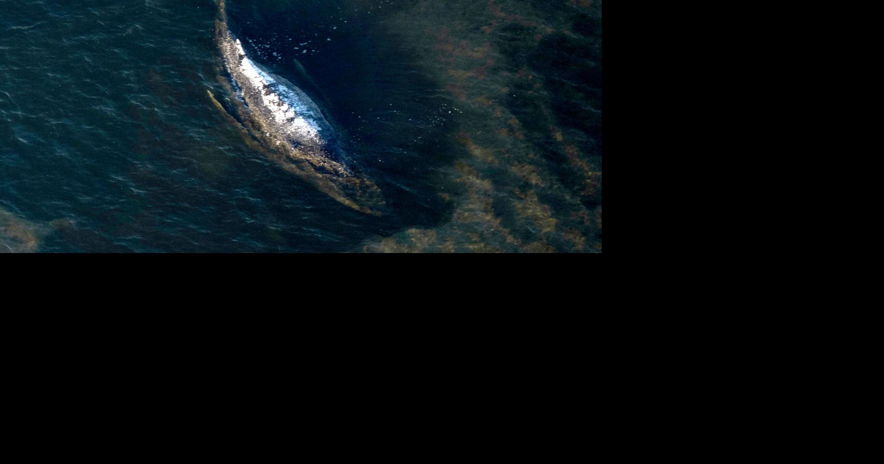 Timmy, Germany's humpback whale, likely lived for only 5 days after ...