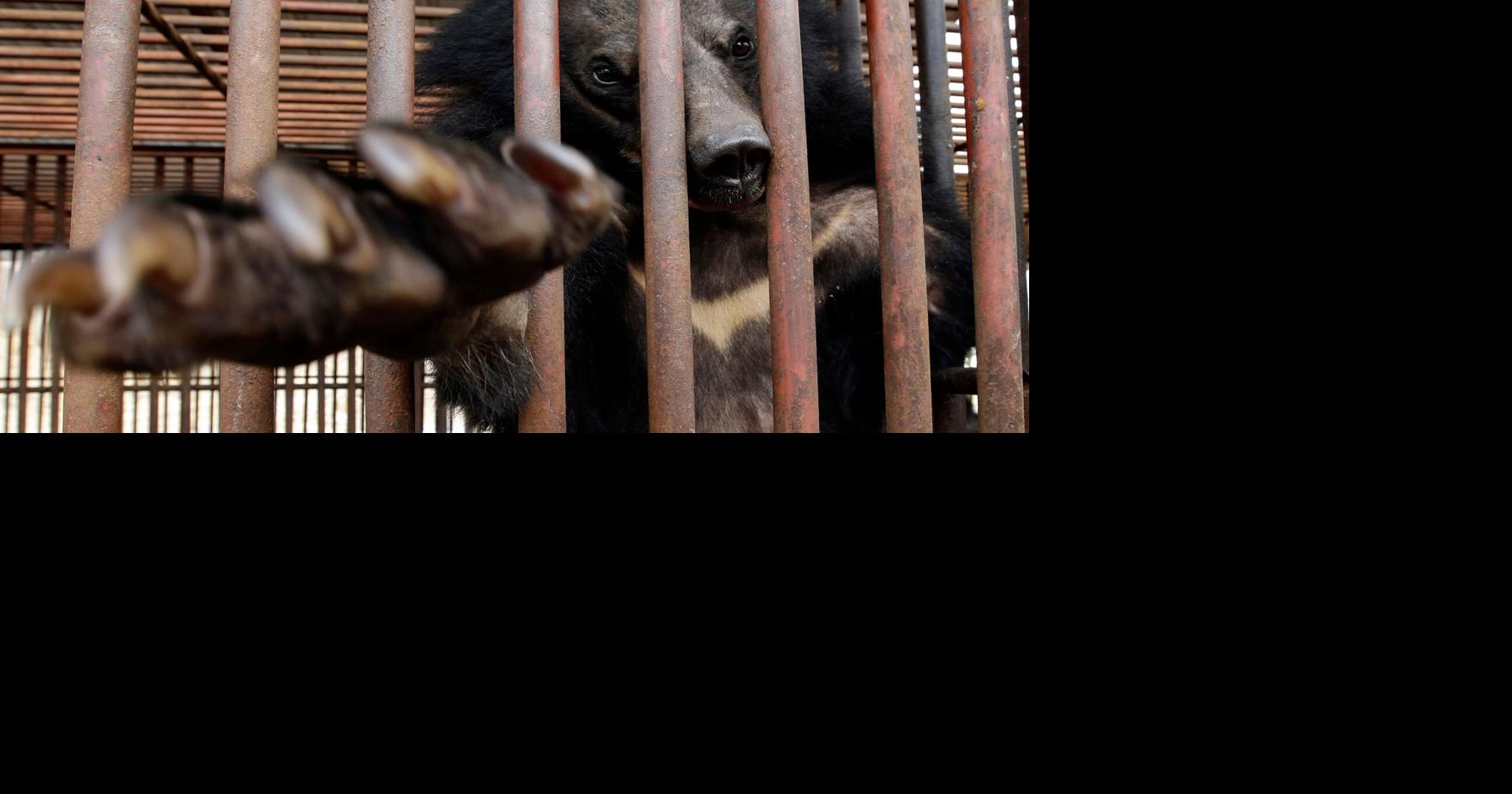 South Korea will end breeding of bears and extraction of their bile ...