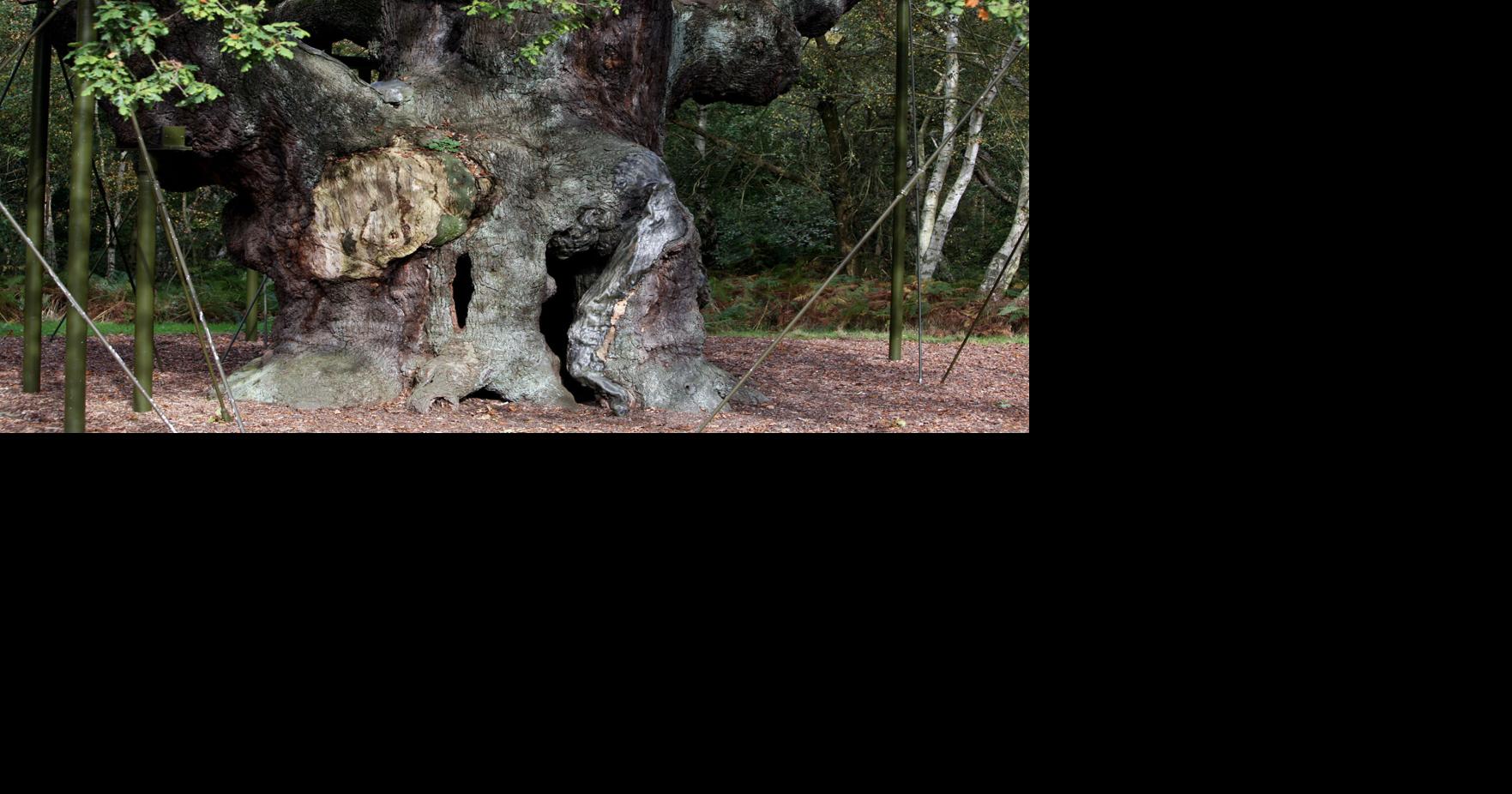 An ancient oak tree said to have sheltered legendary Robin Hood has ...