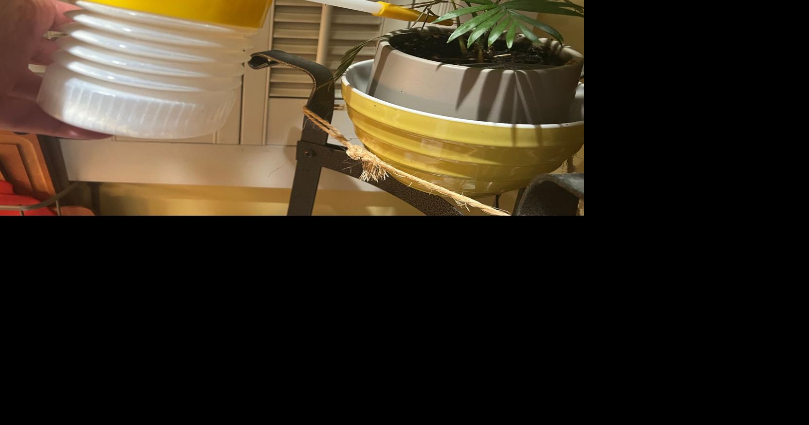 The secret to pest-free houseplants starts at the nursery | National ...