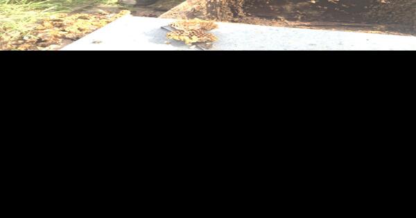 Essex Profile: Beekeeper Tom Congdon