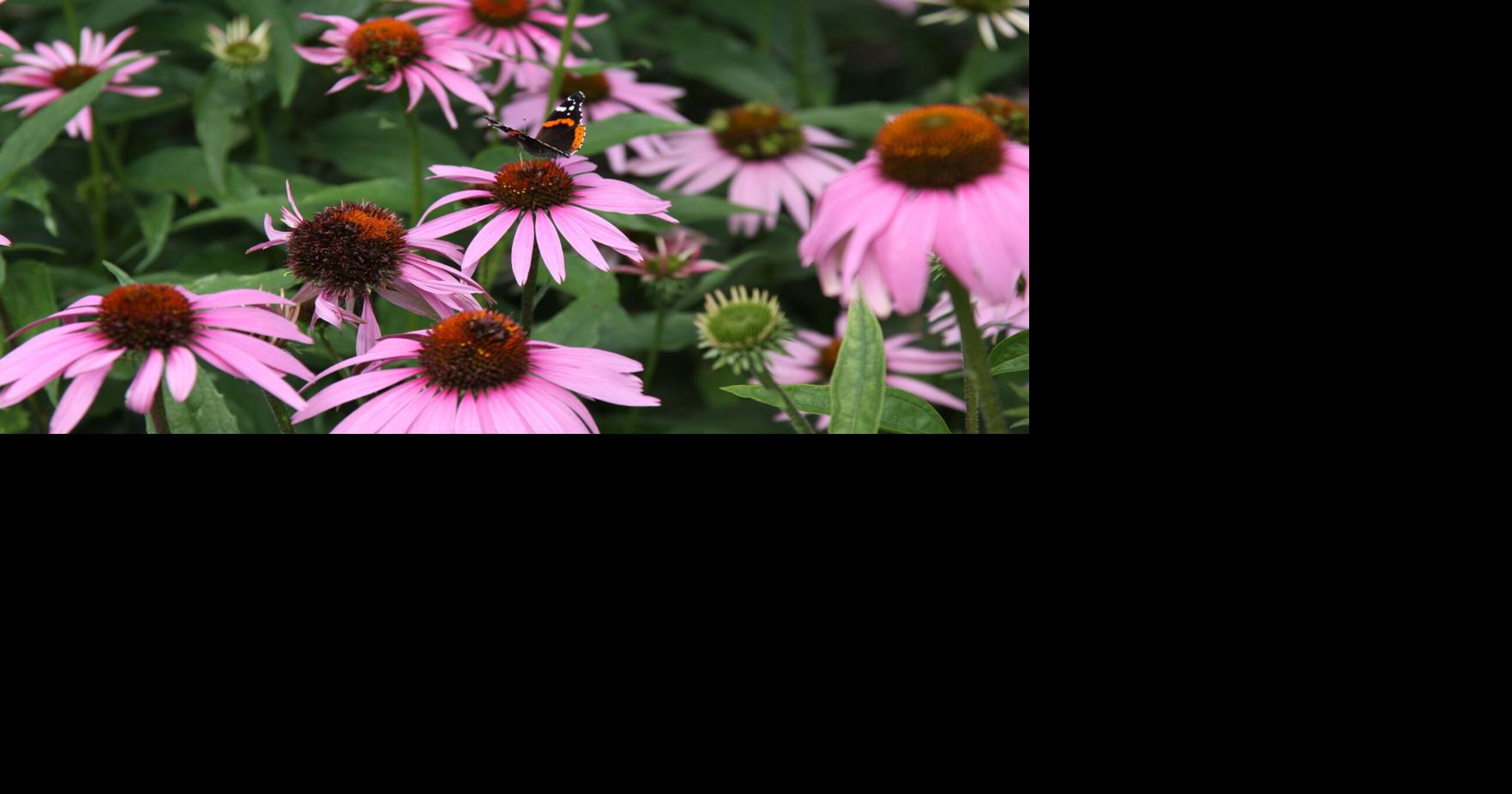 Welcome pollinators — and watch your garden grow