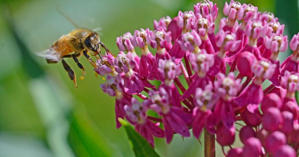 Ontario native plants help pollinators' crucial role in growing ...