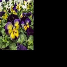 Heather Mallick: A little gardening would go a long way to making the ...