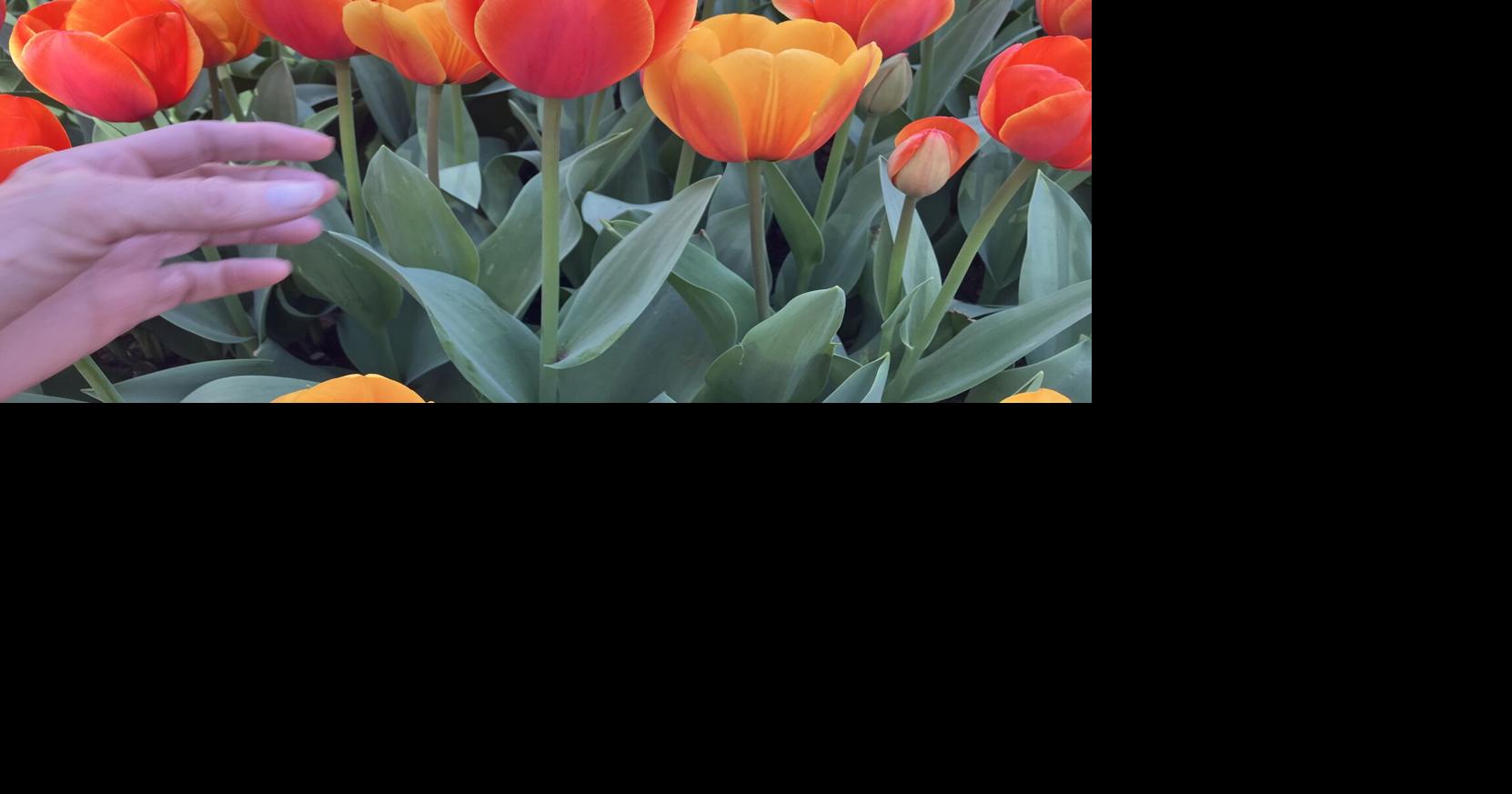 L.A. and Its Wobbly, World-Class Gleam | Burbank Leader ...