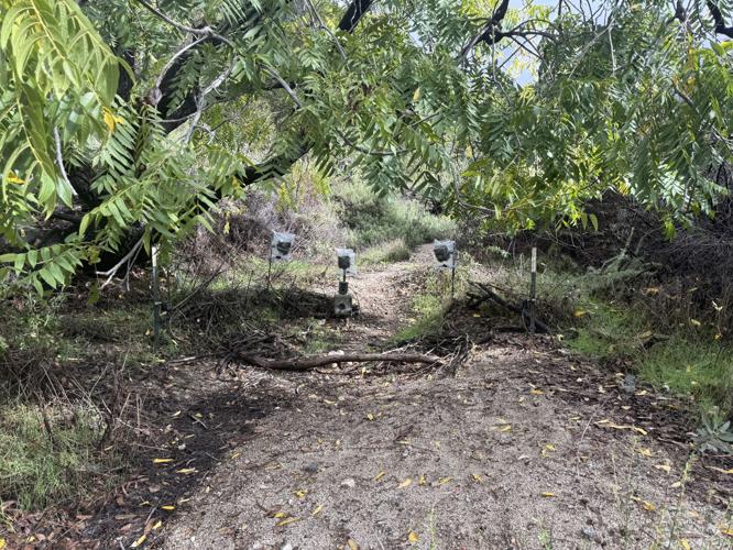 Rosemont Preserve Beautification Project Aims to Sprout More Visits ...