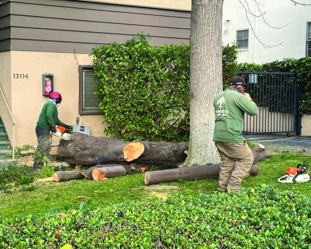 City Issues Order to Stop Tree Removal | Glendale News Press ...