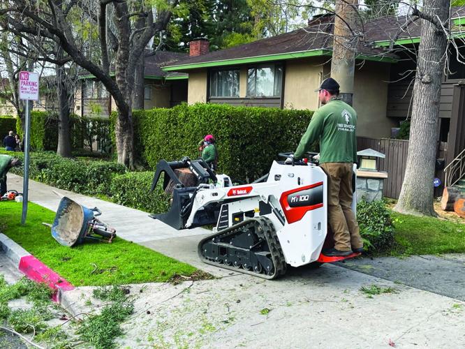 City Issues Order to Stop Tree Removal | Glendale News Press ...