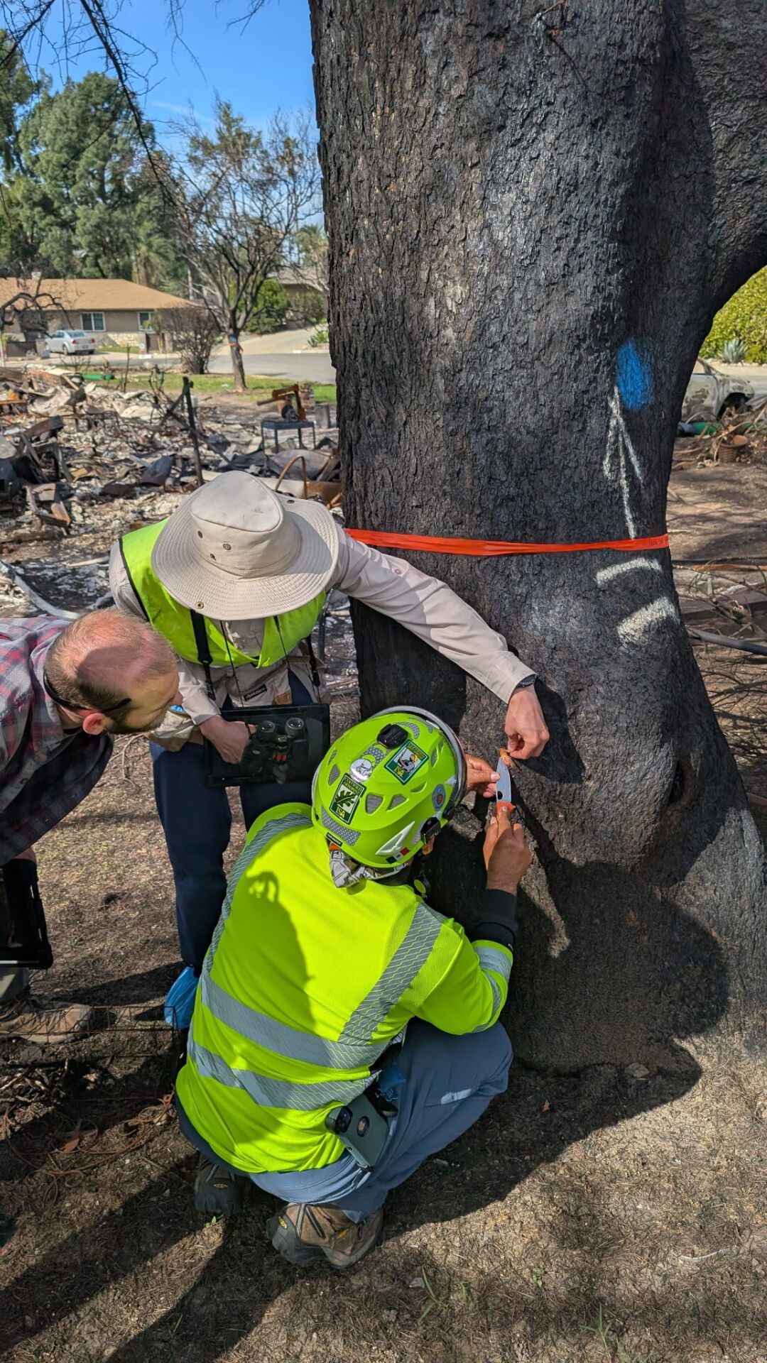 Glendale Resident Takes Action to Preserve Trees After Eaton Fire ...