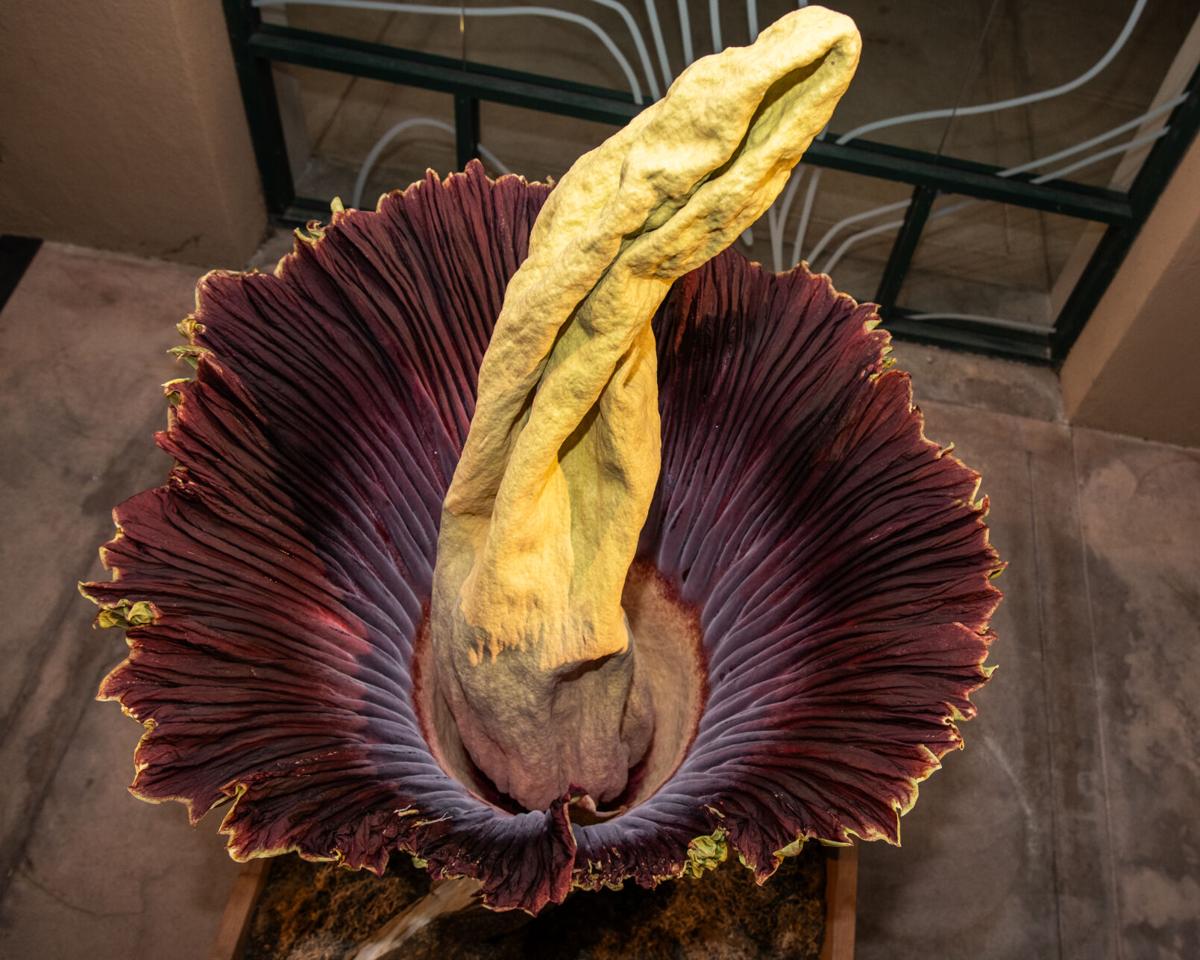 corpse flower smell