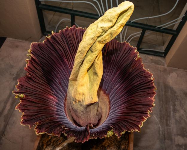 Corpse Flower ‘Green Boy’ Stench Haunts The Huntington | San Marino ...