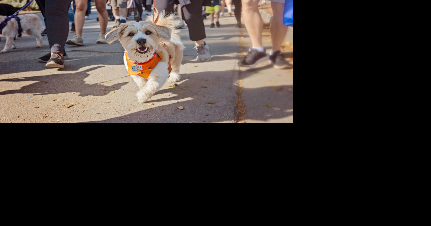 Wiggle Waggle Walk & Run Returns to Brookside Park | South Pasadena ...