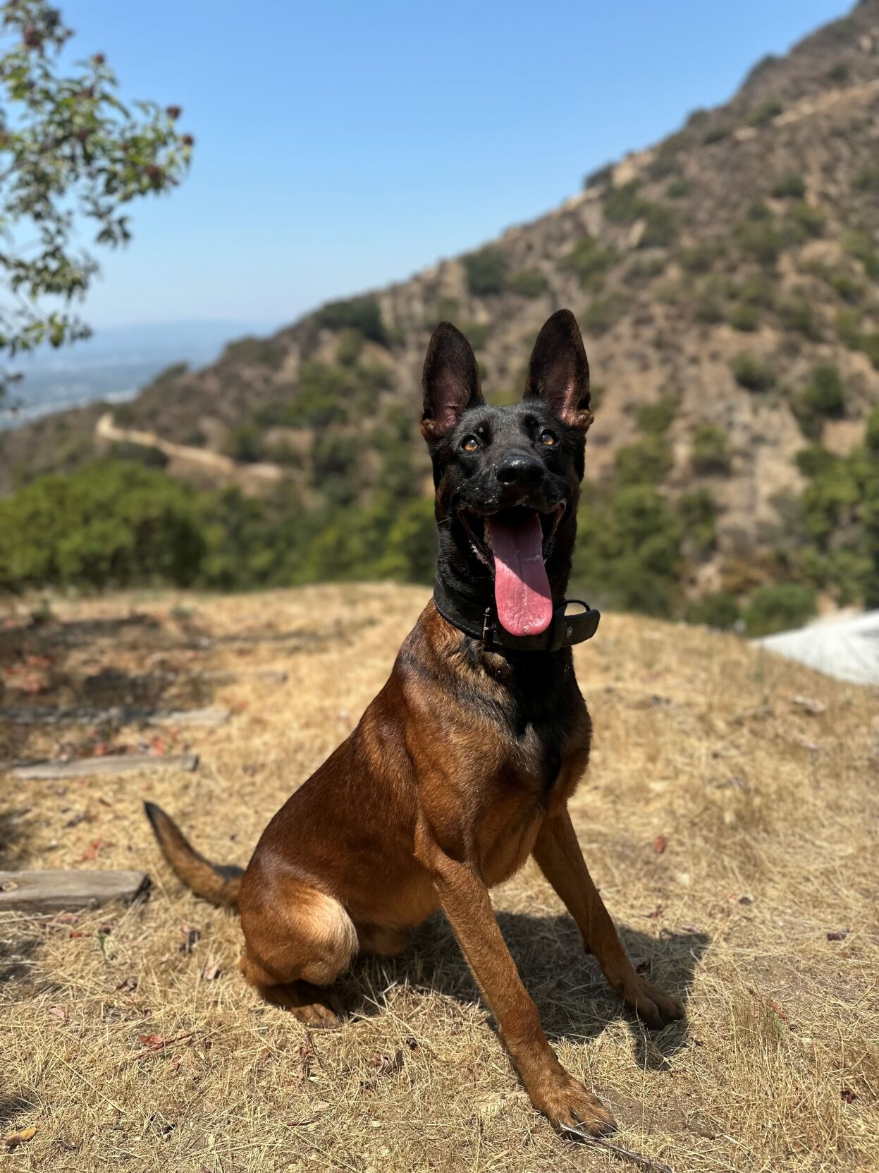 Community Mourns Police K-9 After Shooting | Burbank Leader ...