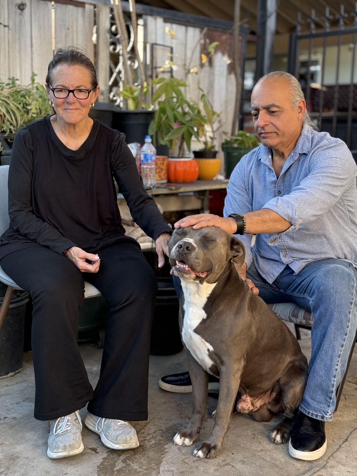 Judge Reverses Euthanasia Order on Family Dog | News ...