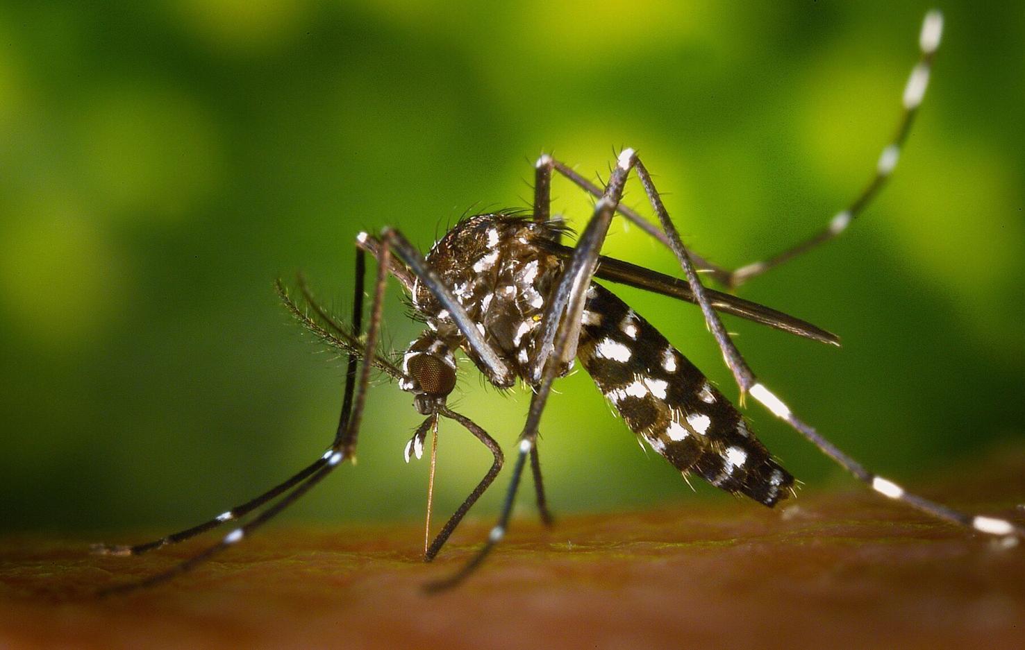 Mosquitoes surging: Pesky bloodsuckers are back in force… and hungry ...