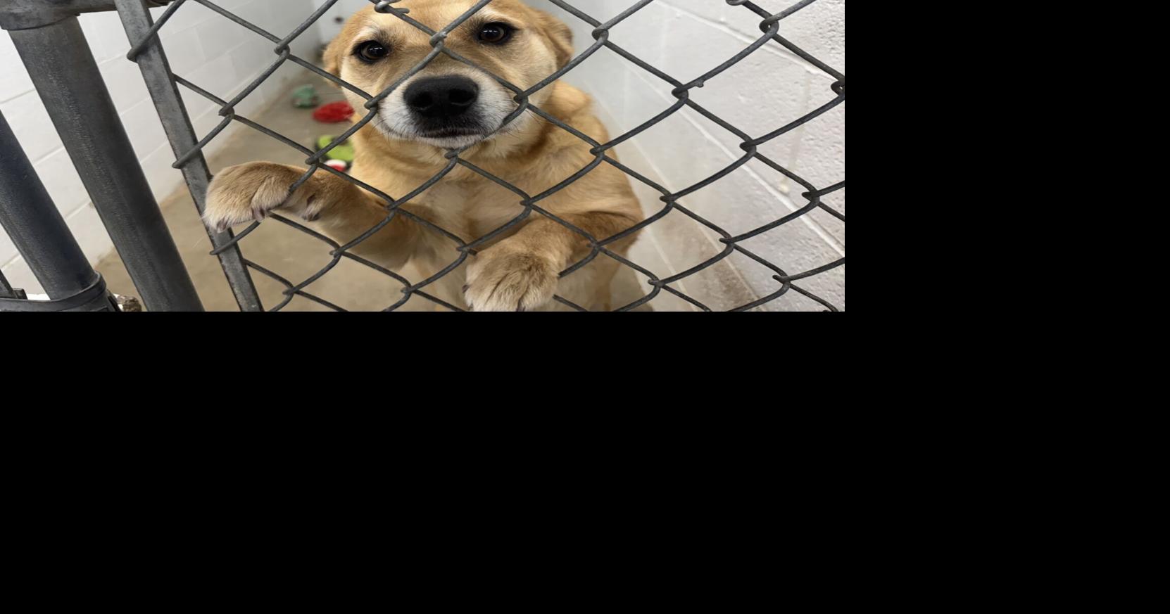 Humane society shares how they keep animals safe amid low temps | News ...