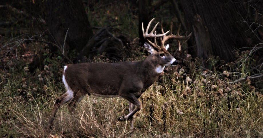 Selectivity is raising the quality of LBL deer hunting | Local Sports ...