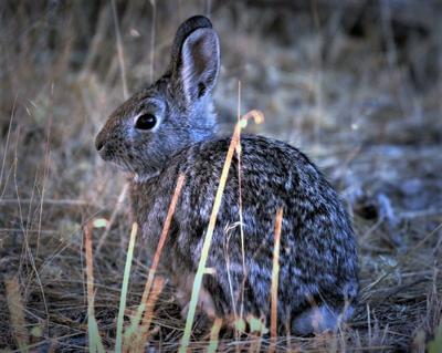Rabbit’s role: Cottontail mandate is to proliferate … and get eaten ...