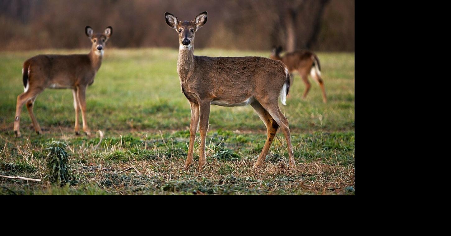 Gun seasons for antlerless deer scheduled | Sports | paducahsun.com