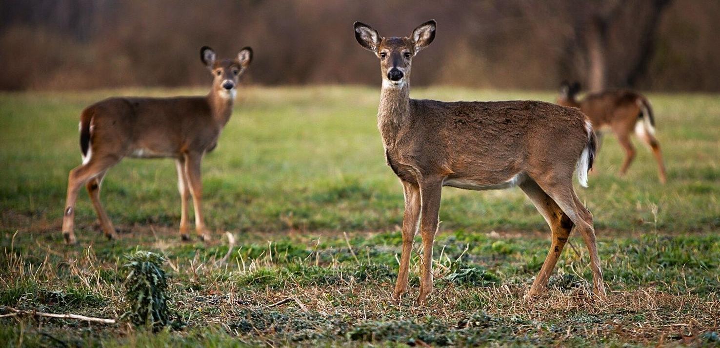Gun seasons for antlerless deer scheduled | Sports | paducahsun.com