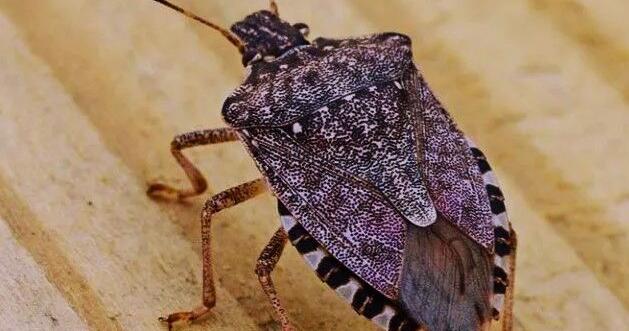 Exotic pester bugs stirring after winter nap | Sports General ...