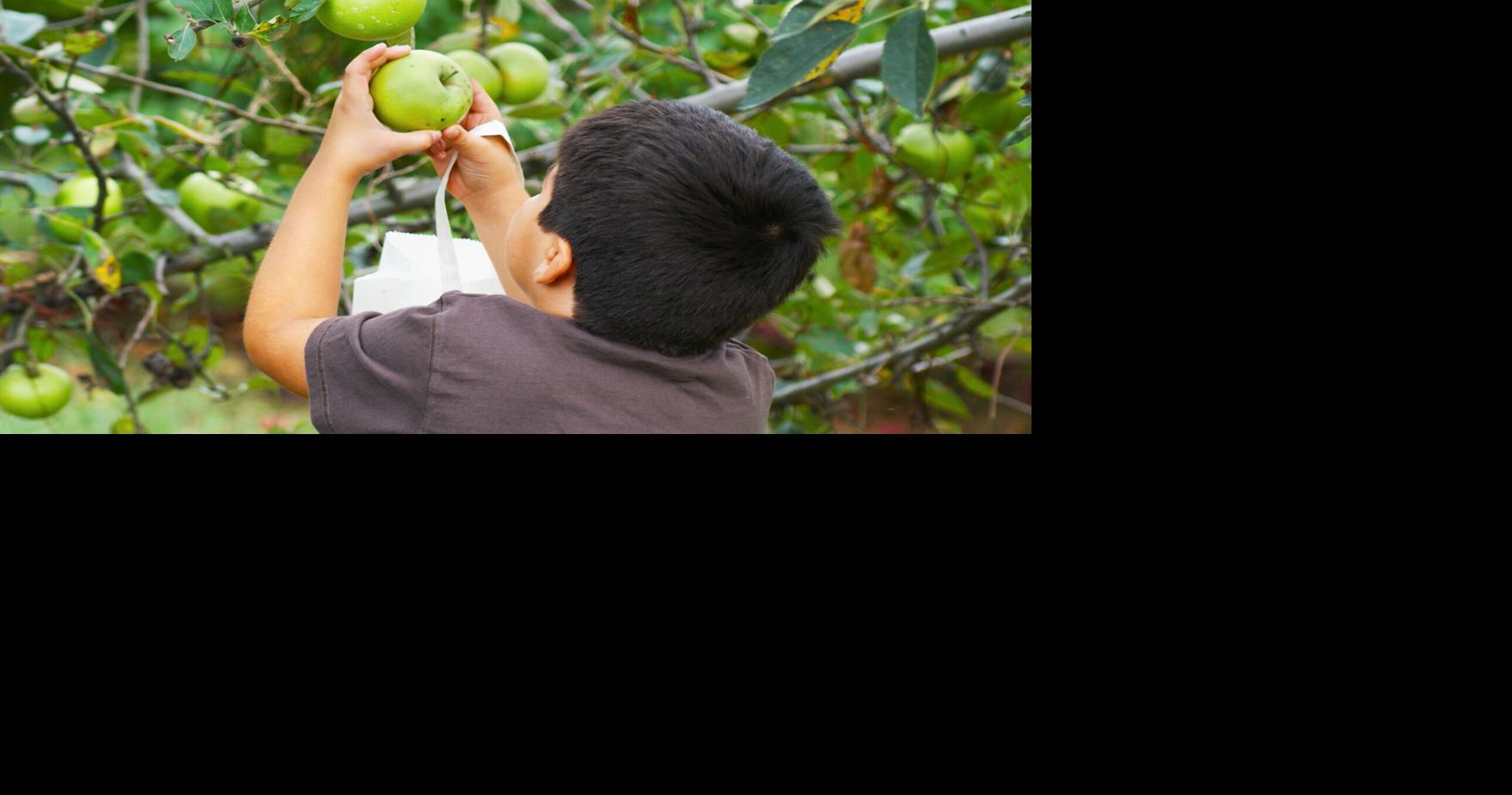 Apples are sweet, delicious and good for you | Opinion | paducahsun.com