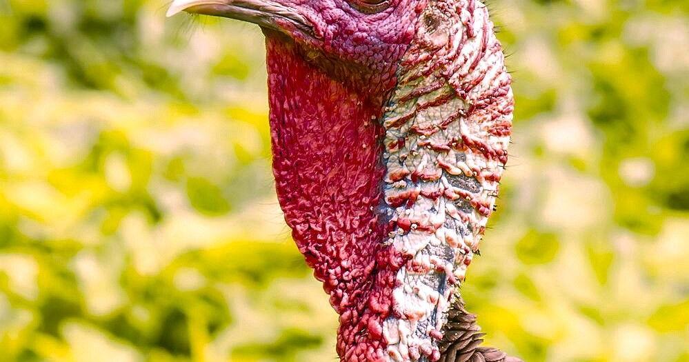 Turkey season prep: patterning gobbler guns | Sports | paducahsun.com
