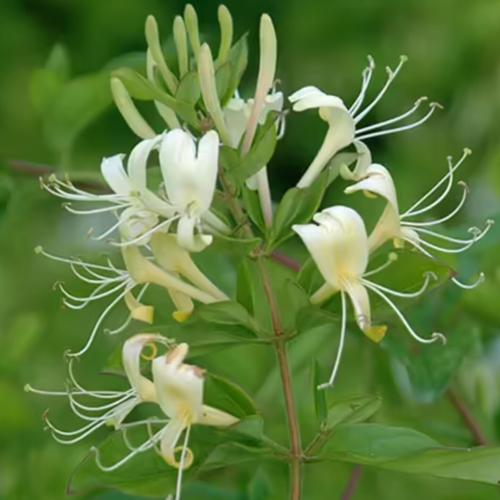 Illinois extension offers hands-on training to combat invasive plants ...