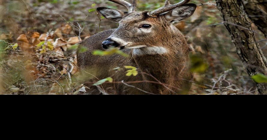 LBL quota deer hunt application time short | Local Sports | paducahsun.com