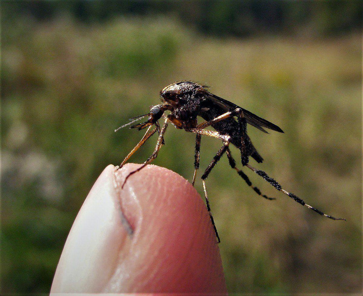 Crane fly confessions | Local Sports | paducahsun.com