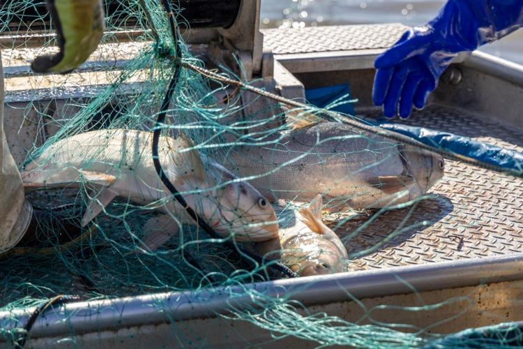 State raises bounty on invasive carp in west Kentucky waters | News ...